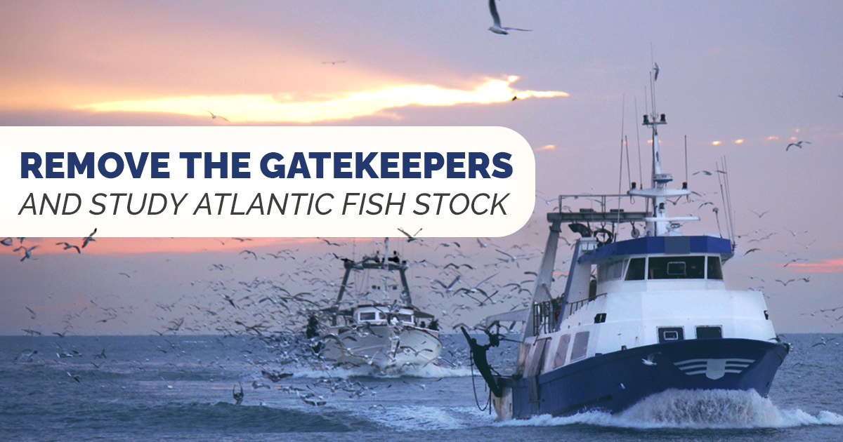 Remove the gatekeepers and study Atlantic fish stock - Conservative ...